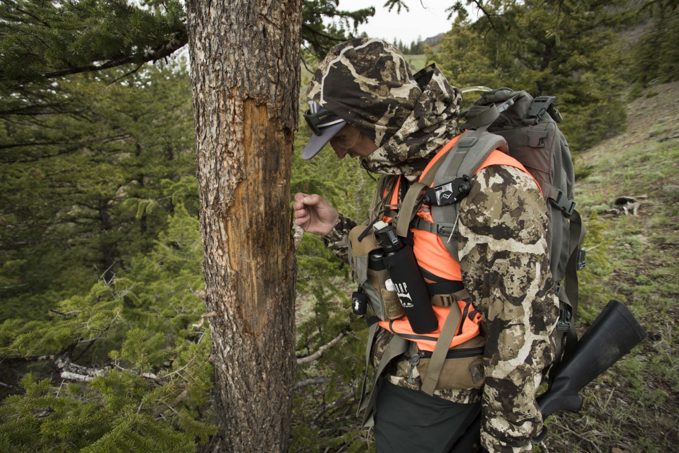 Bear for Dinner and How Not to Get Trichinosis - Wyoming Wildlife ...