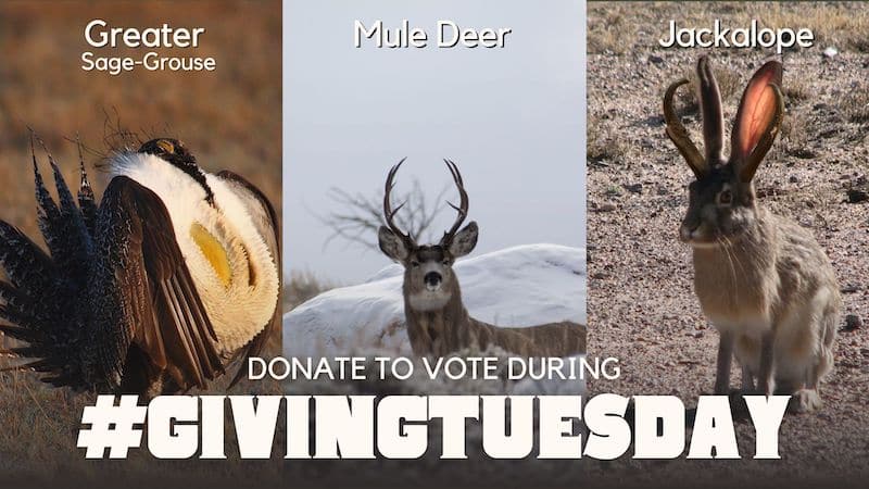 Giving Tuesday 2023 - Wyoming Wildlife Federation