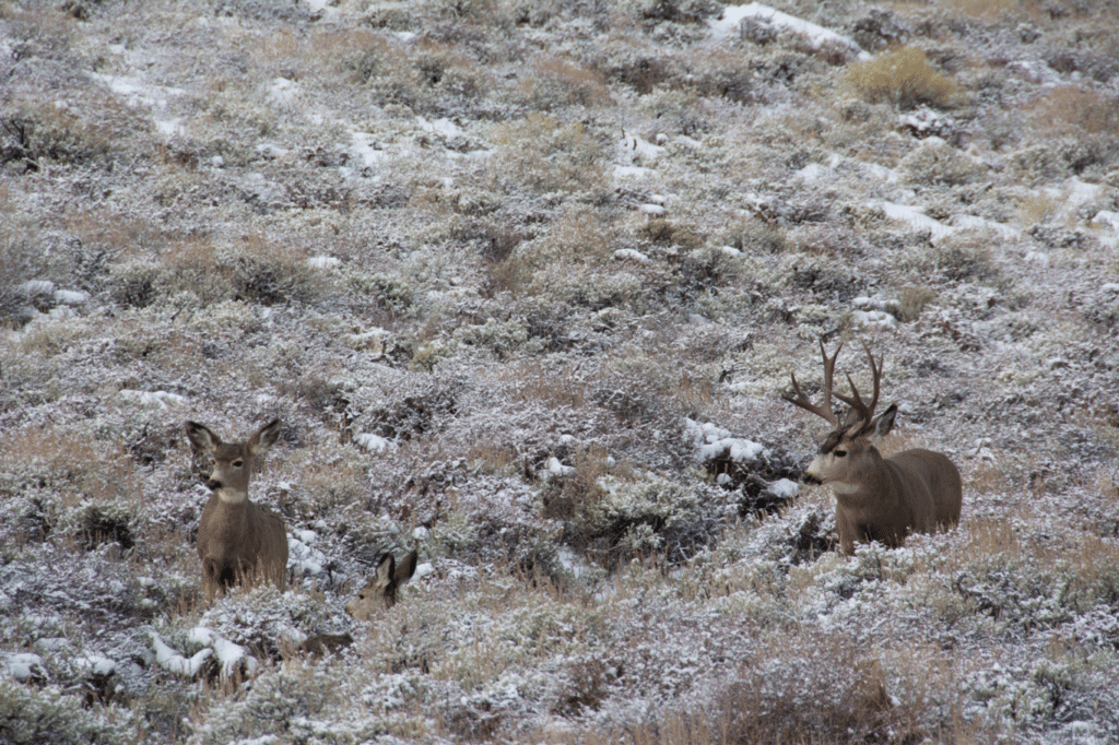 Why "Fat Bottom Does" Make The Mule Deer World Go 'Round - Wyoming ...