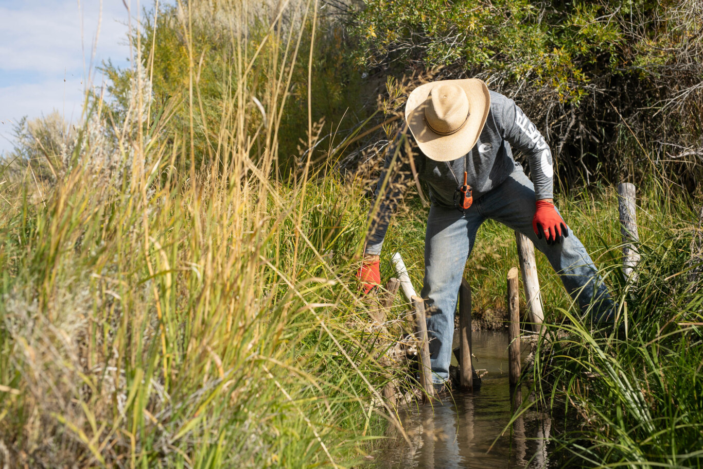 Why Beaver Dam Analogs are important - Wyoming Wildlife Federation