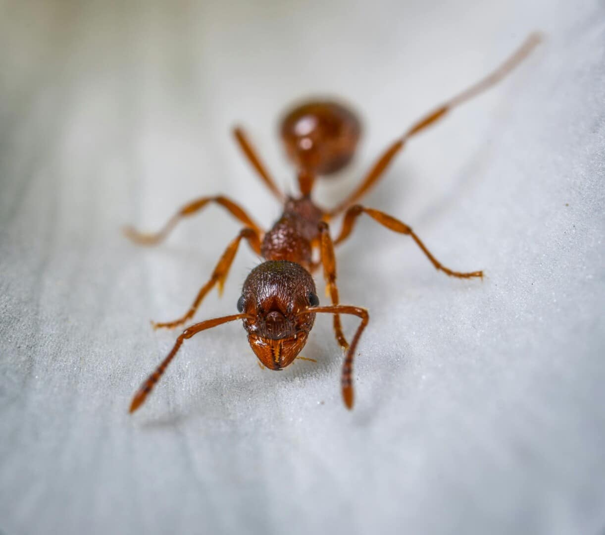 Ant Food Experiment - Wyoming Wildlife Federation