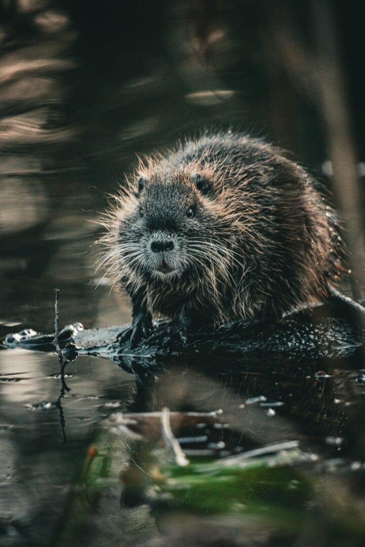 Build a Beaver Dam - Wyoming Wildlife Federation