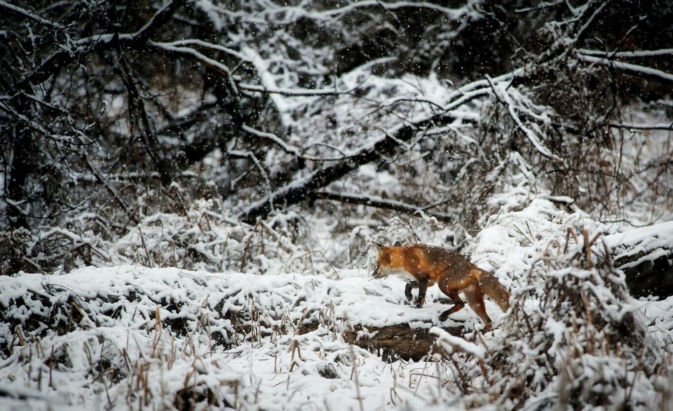 Move on Fox Feet - Wyoming Wildlife Federation